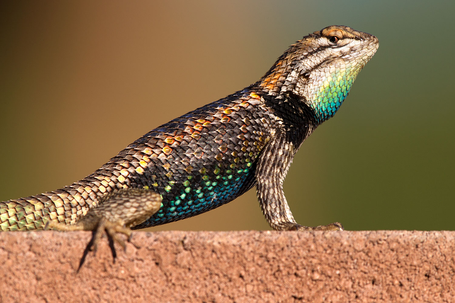 Life at 1200mm - sunset squirrels lizard moon - FM Forums