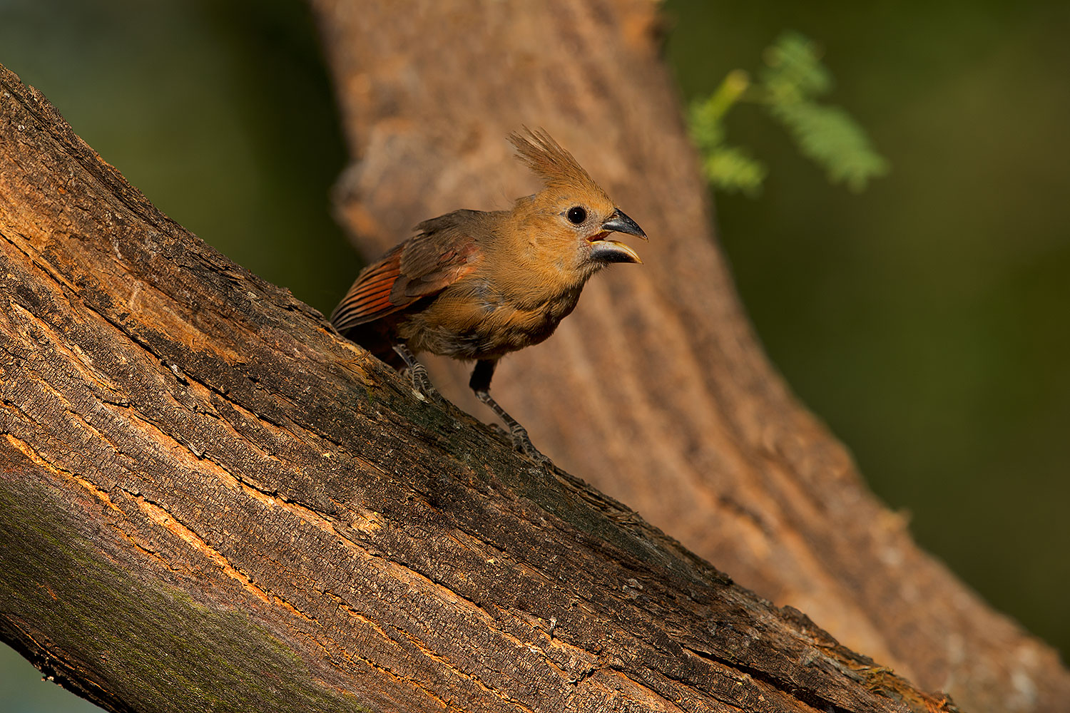 Nature & Wildlife - Photography - FM Forums